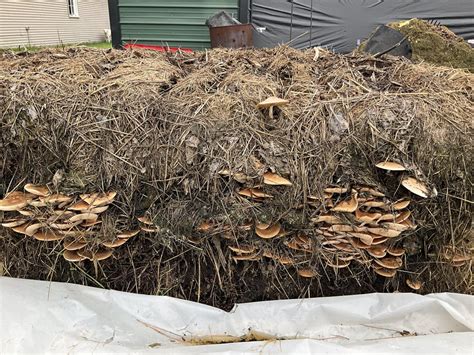 Mushrooms On The Static Compost Pile Rmushroomid