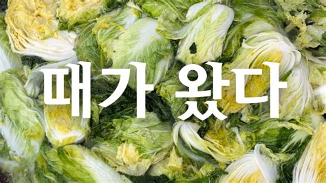 포기란 배추를 셀 때나 쓰는 말 Youtube