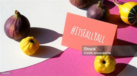 가을 색이 있는 카드 보라색 무화과 노란 퀸스 과일 호박에 활기찬 자홍색 마젠타 흰색 층 종이 텍스트 스웨터 날씨는 함께 더 낫다 햇빛 그림자 0명에 대한 스톡 사진 및