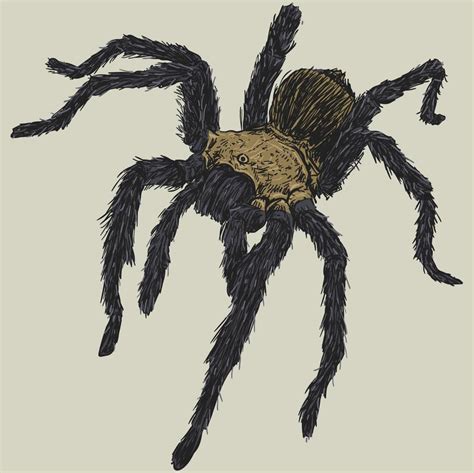 Scary Drawings Of Spiders