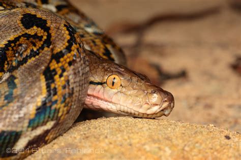 Lars Fehlandt Wildlife Expeditions Nature Photography