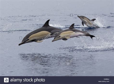 Gemeiner Delphine Short Beaked Common Dolphins Delphinus Delphis Common Dolphin