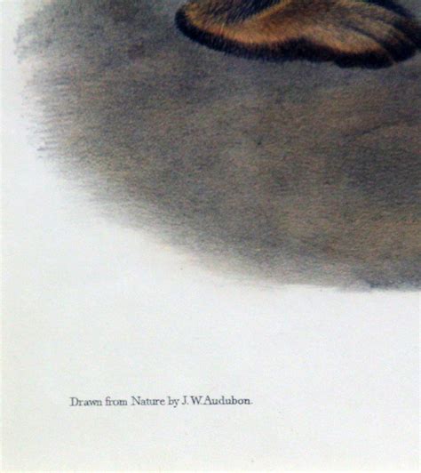 John James Laforest Audubon John Audubon Bachmans Hare