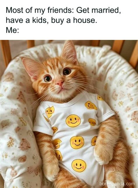 50 Hilarious Cat Memes That Capture Feline Attitude Perfectly Courtesy