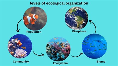 Ecology Levels Of Organization