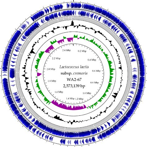 Figure 1 From Draft Genome Sequence Of Lactococcus Lactis Subsp Cremoris Wa2 67 A Promising