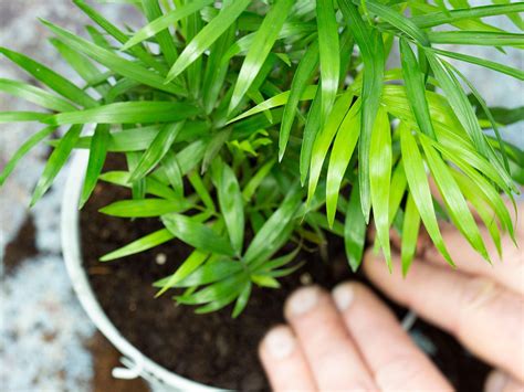 Indoor Palm Plant Problems