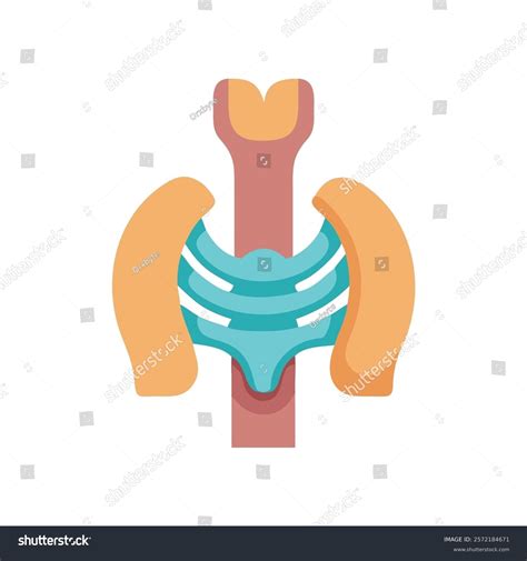 Insightful Xiphoid Process Anatomy Vector Illustration Stock Vector