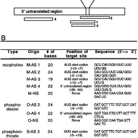 Antisense Oligo Sequences And Target Sites A Schematic Representation