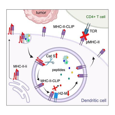 Defective Removal Of Invariant Chain Peptides From Mhc Class Ii Suppresses Tumor Antigen