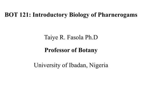 Presentation On Morphology Of Rice Plant Pptx