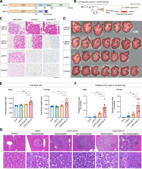 Androgen Receptor Variant 7 Exacerbates Hepatocarcinogenesis In A C Myc Driven Mouse Hcc Model