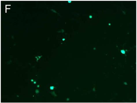 Rapid And Simplified Purification Of Recombinant Adeno Associated Virus