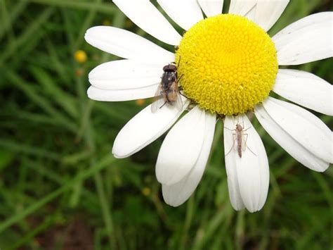 Climate Influences Pollinator Roles In Plant Pollinator Networks Ideas And Discoveries