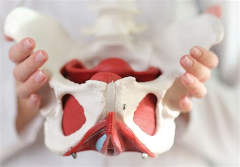 Painful Sex Isn T NormalOur Pelvic Floor Physical Therapist Shares All Plus FAQs Mitchell