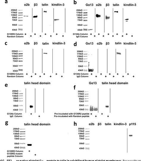 Figure 2 From Gα13 Switch Region 2 Binds To The Talin Head Domain And