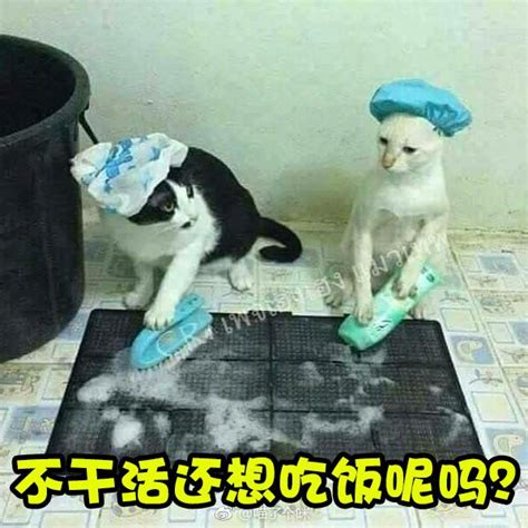 會做家務活的貓咪帶娃做飯不用愁估計誰家都想養一隻 每日頭條