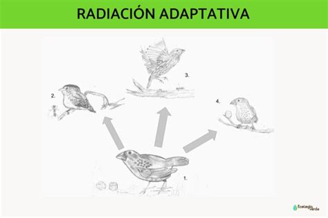 Adaptive Radiation What Is And Examples Evidence Network