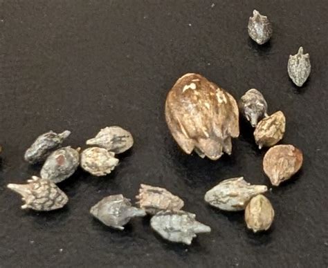 Weed Sptolight Common Ragweed Purdue University Vegetable Crops Hotline