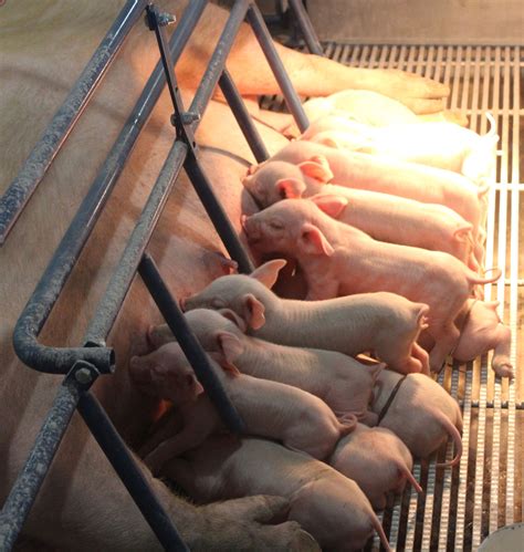 Hog Slat Canada Farrowing Crates