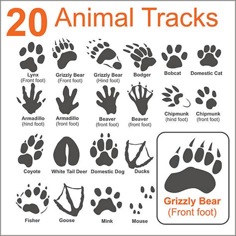 Coyote Tracks Species Identification How To Differentiate Coyote Vs