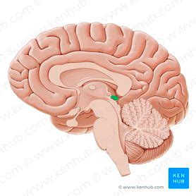 Subcortical Structures Artofit