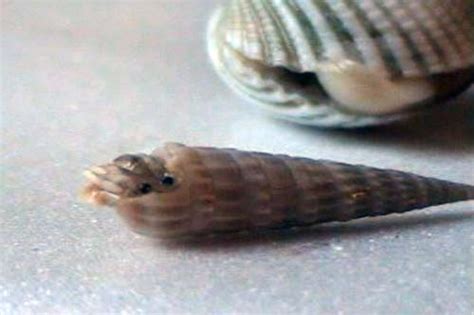 Encyclopedian Dictionary North Carolina Sea Shells Atlantic Auger Whats Inside The Shell