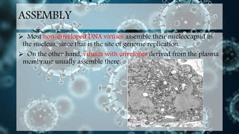 Replication Of Rna Viruses With Diagrams Pptx