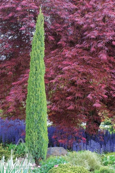 Juniperus Communis Compressa Juniper Garden Center Marketing