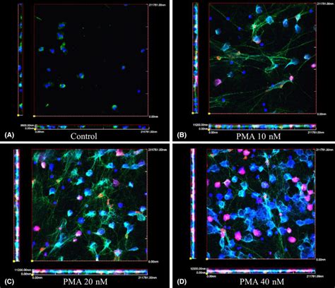 Characterization Of Pma Induced Netosis By Dna Mpo Cith3 Staining Download Scientific