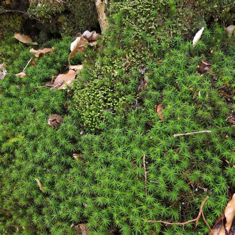 Polytrichum Formosum Hedw Mahovi Slovenije