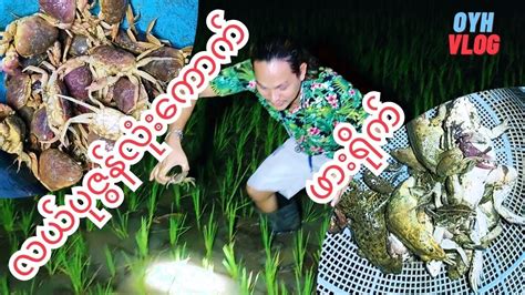 ညမှောင်မှောင်မှာ ဓာတ်မီးတွေနဲ့ လယ်ပုဇွန်လုံးကောက်ခြင်း နဲ့ ဖား ရို က်ထွက်ခြင်း တောဓလေ့ Youtube