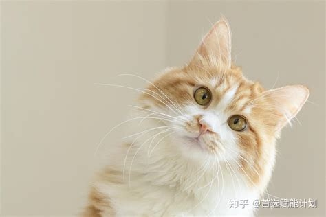 首选赋能盘点在职硕博研究生享受哪些政策福利补贴不知道的可亏大了 知乎