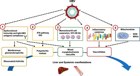 Table 1 From Hepatitis B Virus Infection And Extra Hepatic Manifestations A Systemic Disease