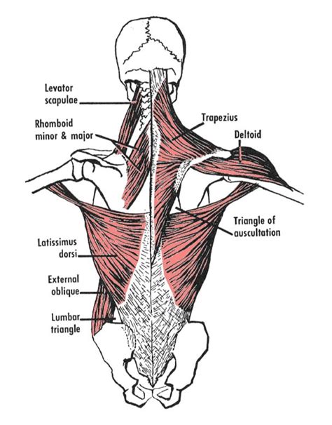 The Levator Scapulae Muscle