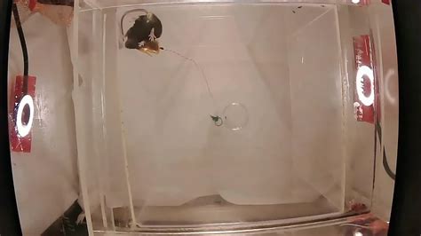 Mice Detect Object Detection Dataset And Pre Trained Model By Nsp