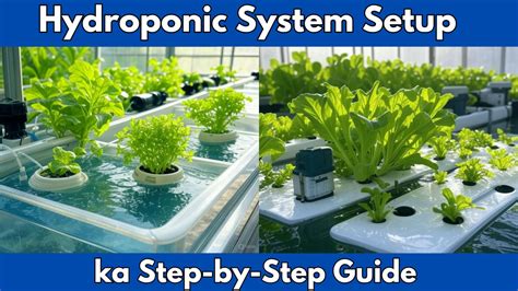 Hydroponic System Setup Ka Step By Step Guide 2025