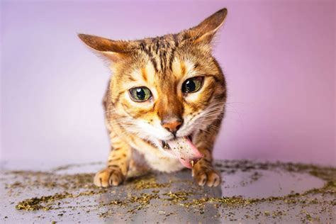 What Is Catnip And What Effect Does It Have On Cats Felinescu