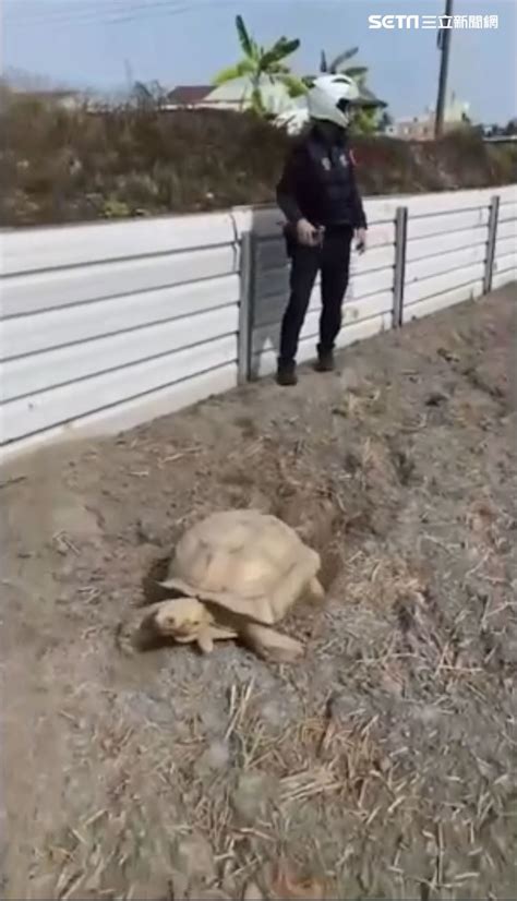 高雄田裡驚見「龐然大物」！路人走進看傻爆眼 飼主：陸龜又挖洞跑了 Yahoo奇摩汽車機車