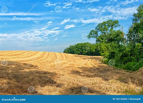 Ландшафт поврежденного пшеницы Стоковое Фото изображение насчитывающей зеленый пшеница 165132826