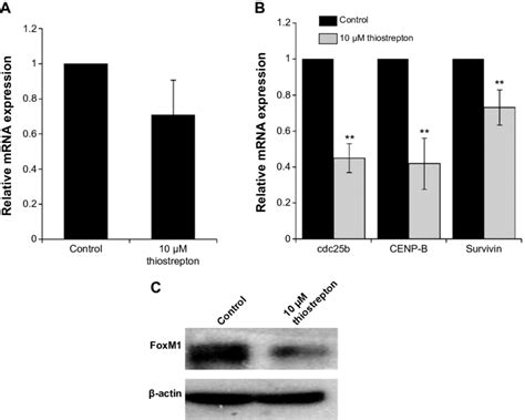 Thiostrepton Inhibits Expression Of Foxm1 Cenp B Cdc25b And Survivin Download Scientific