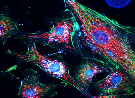 Cytoviva Hyperspectral Fluorescence Multiplexing