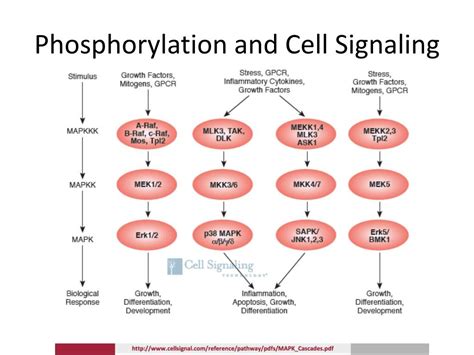 PPT Post Translational Modifications PowerPoint Presentation Free