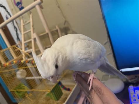 My Bird Is Bald Rcockatiel