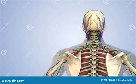 Lymphatic Skeletal And Circulatory Systems Of The Human Body Stock Illustration Illustration