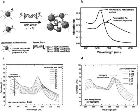 Au Nanoparticle Dna Biosensor [26] And [34] A Scheme Showing Download Scientific Diagram