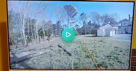 Felling A Big Pine Tree With A Bore Cut And Trigger Album On Imgur