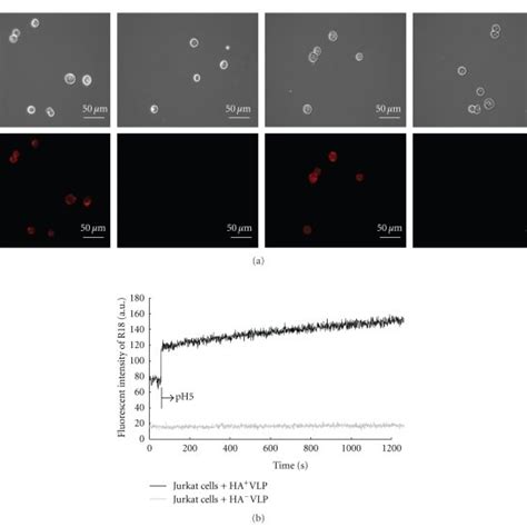 Construction Of Pfastbac Dual Plasmid Viral Genes Were Flanked Two Download Scientific Diagram