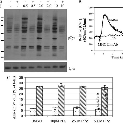 Mhc Ii Signaling Of Cell Death Does Not Require Activation Of Src Download Scientific Diagram