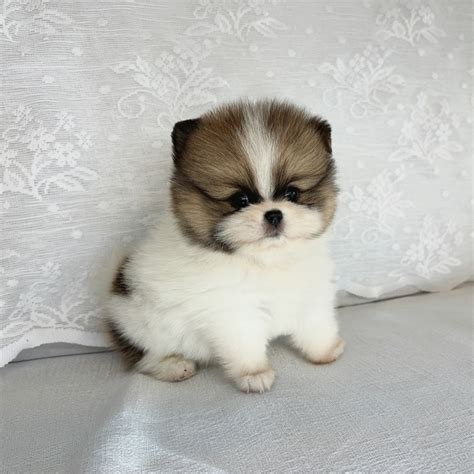 강아지무료분양 강아지책임분양 강아지분양 포메분양 포메라니안분양 세이블포메분양 세이블포메라니안분양 파티포메분양 파티포메라니안분양 스피츠분양 폼피츠분양 말티즈분양 말티푸분양